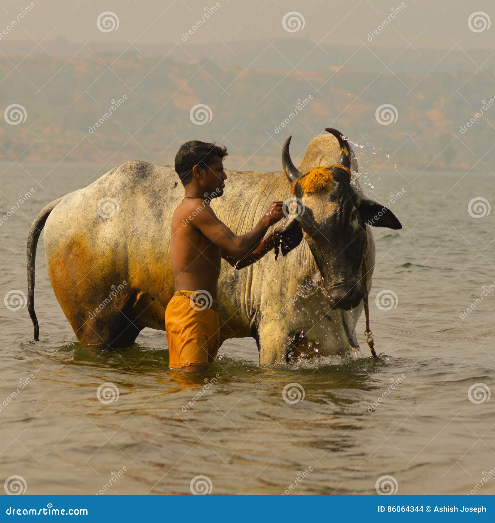 Bull Having Bath editorial stock image. Image of fresh - 86064344