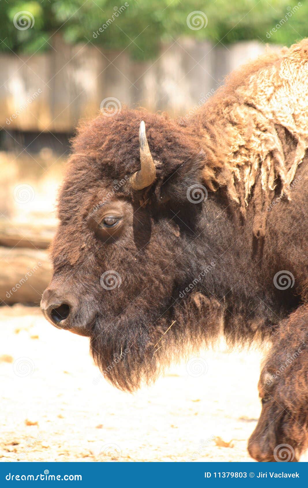 Bull head stock image. Image of forest, animal, park - 11379803