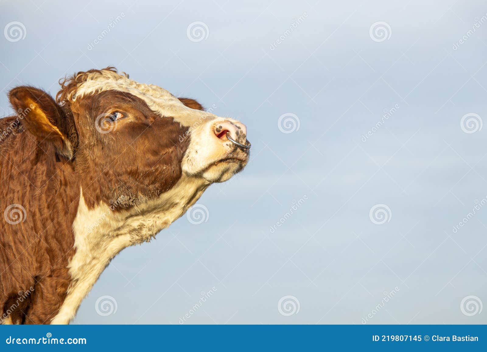 Cow Head Profil, A Red Cow With Droopy Eyes Royalty-Free Stock Image ...