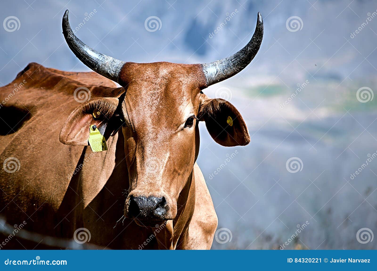 Bull head stock image. Image of brown, look, beef, head - 84320221
