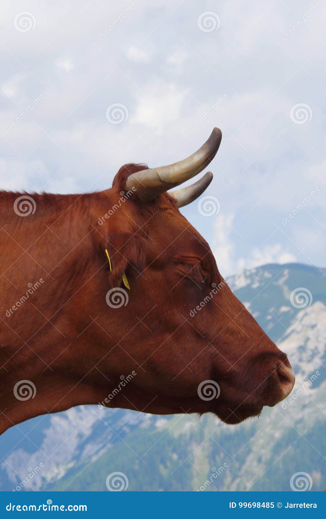 Bull head profile stock image. Image of nature, mammel - 99698485