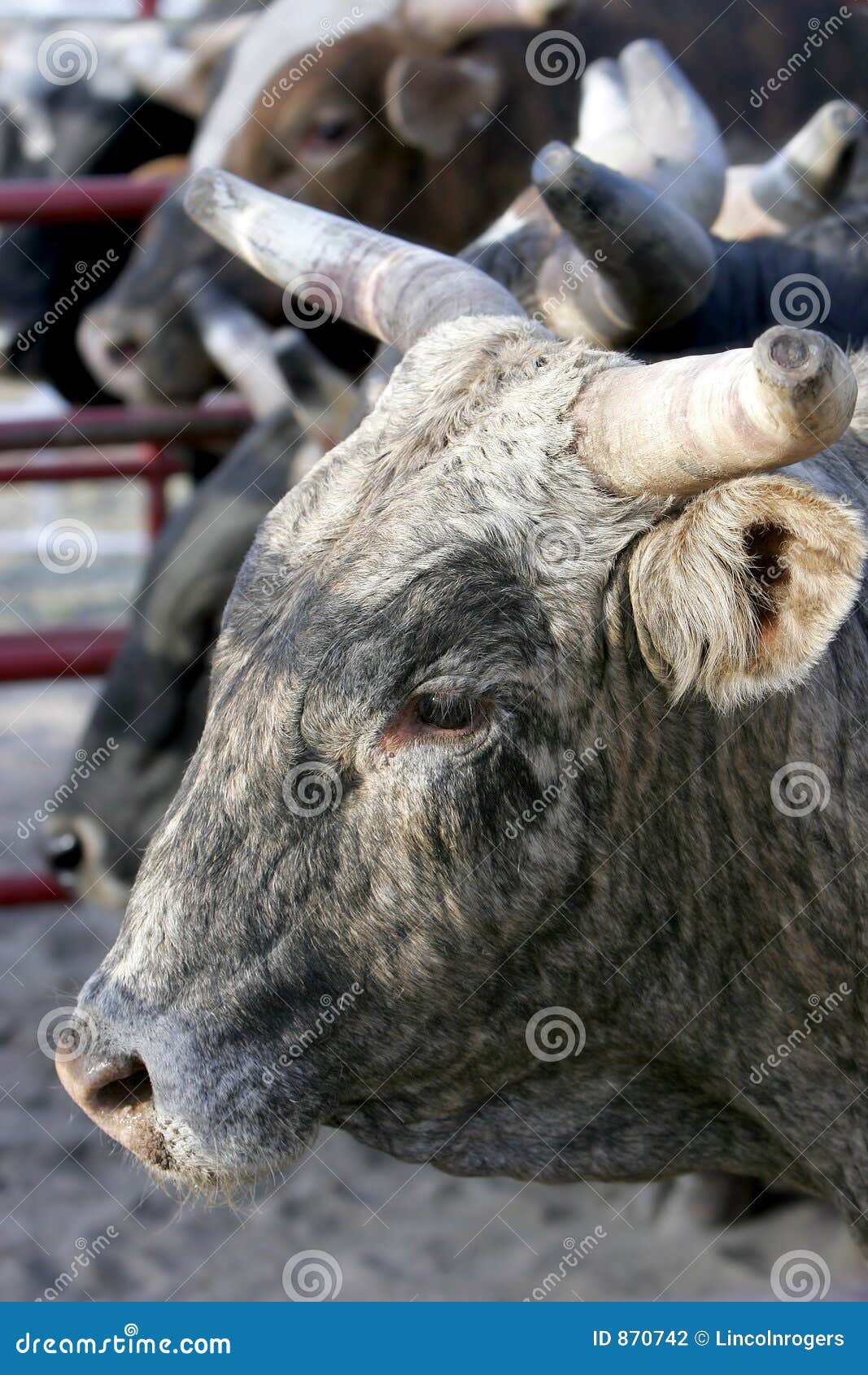 Bull Heads & Horns stock photo. Image of cowboy, beef - 870742