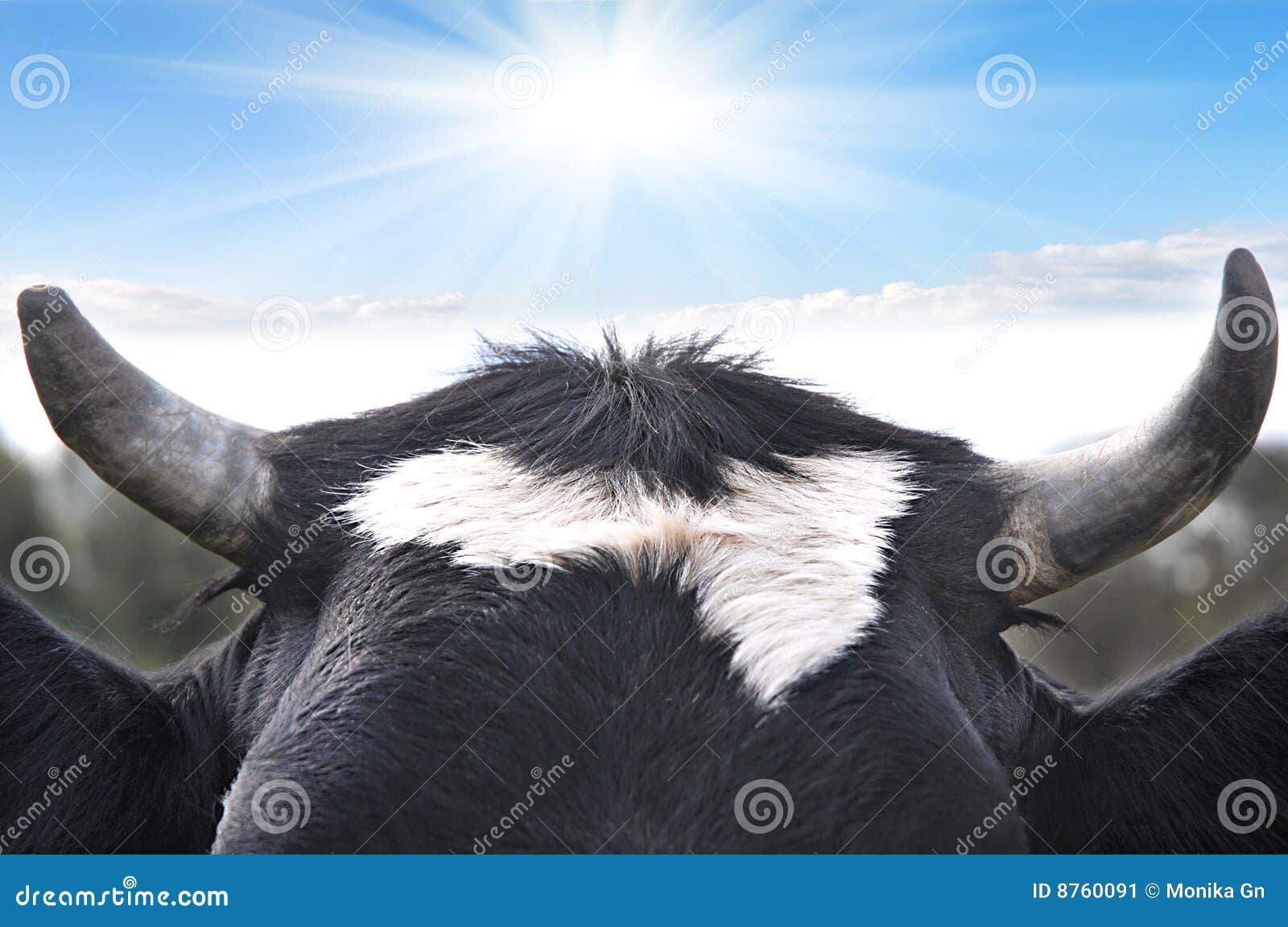 Bull horn stock image. Image of livestock, steer, field - 8760091