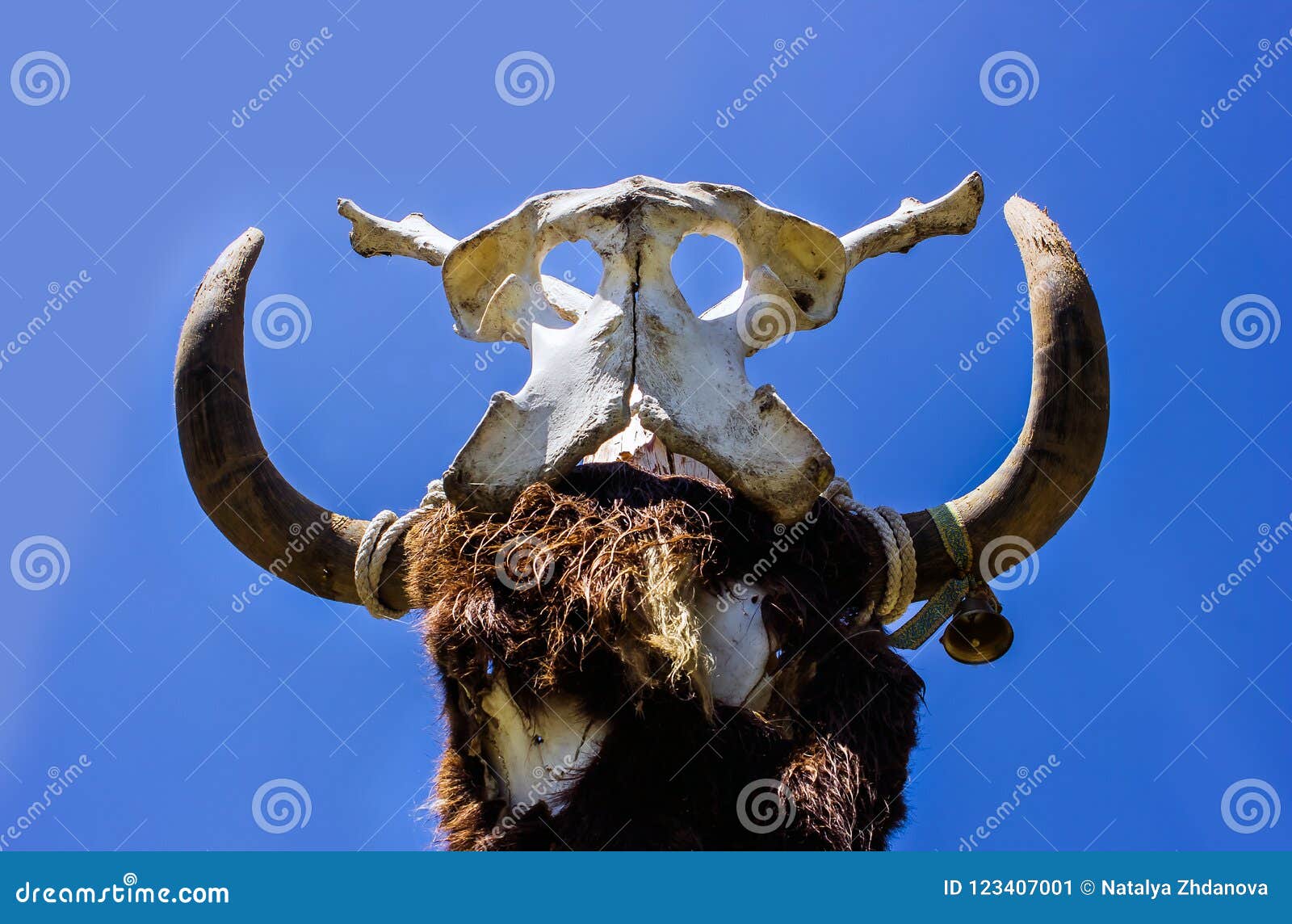 Bull Horns Against the Blue Nebja. Black Rabbit on the Grass Stock ...