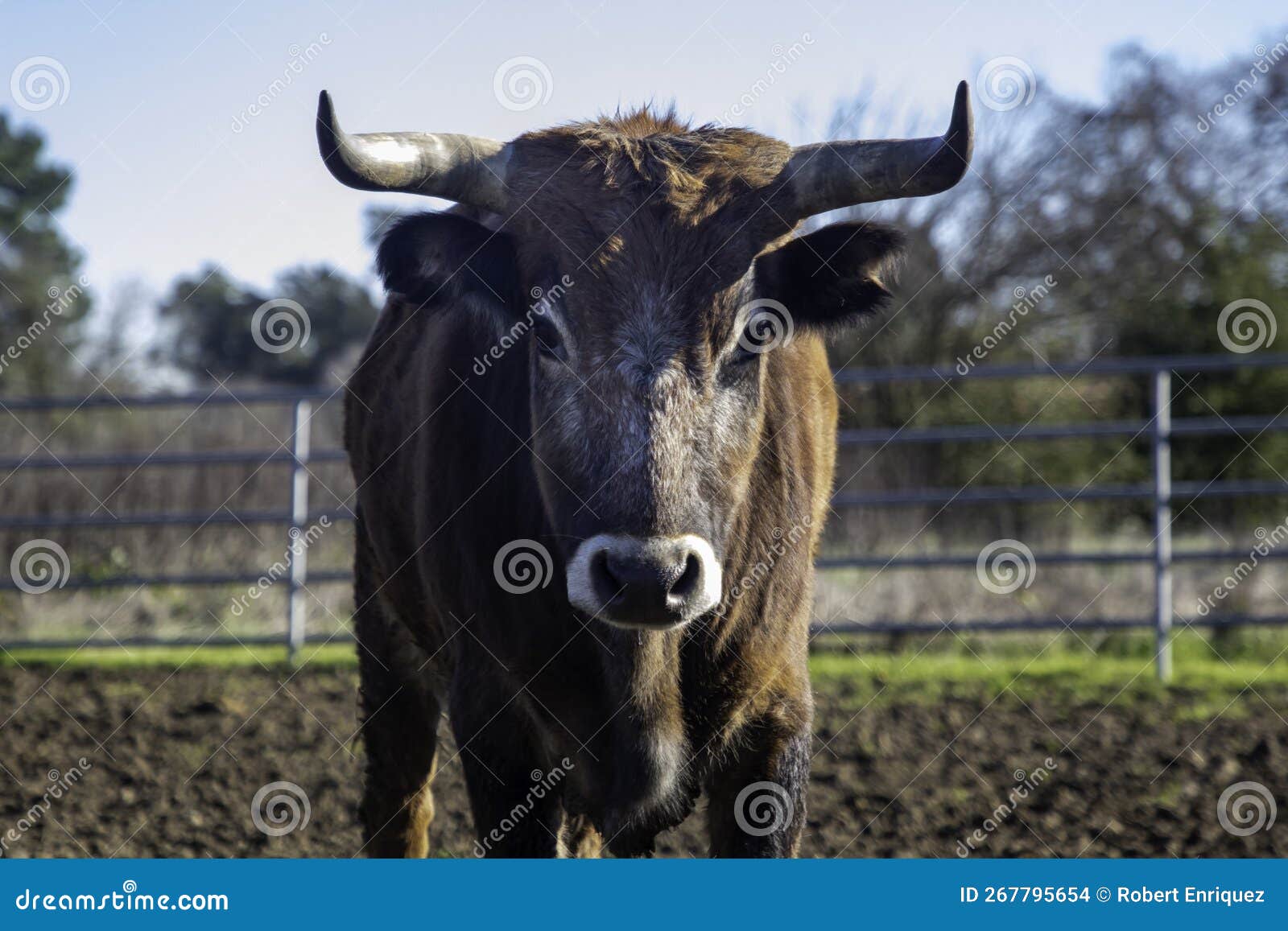A Bull with Horns on a Farm Stock Photo - Image of farm, cattle: 267795654
