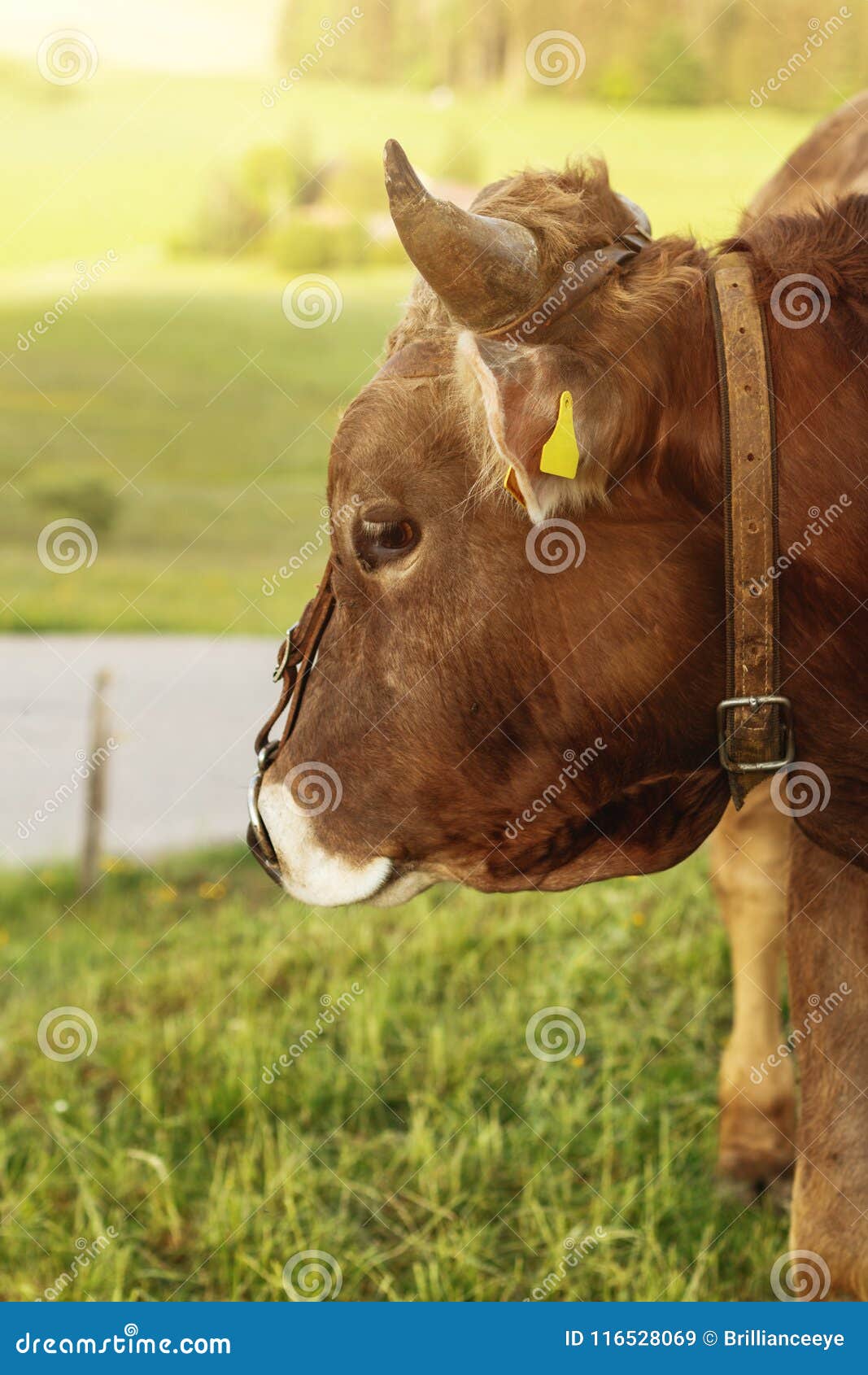 Bull with Horns at Meadow in the Evening Sunlight Stock Image - Image ...