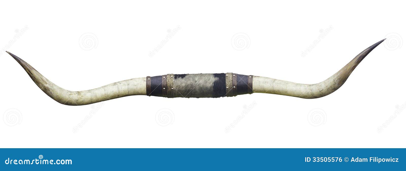 Bull Horns Royalty Free Stock Image - Image: 33505576
