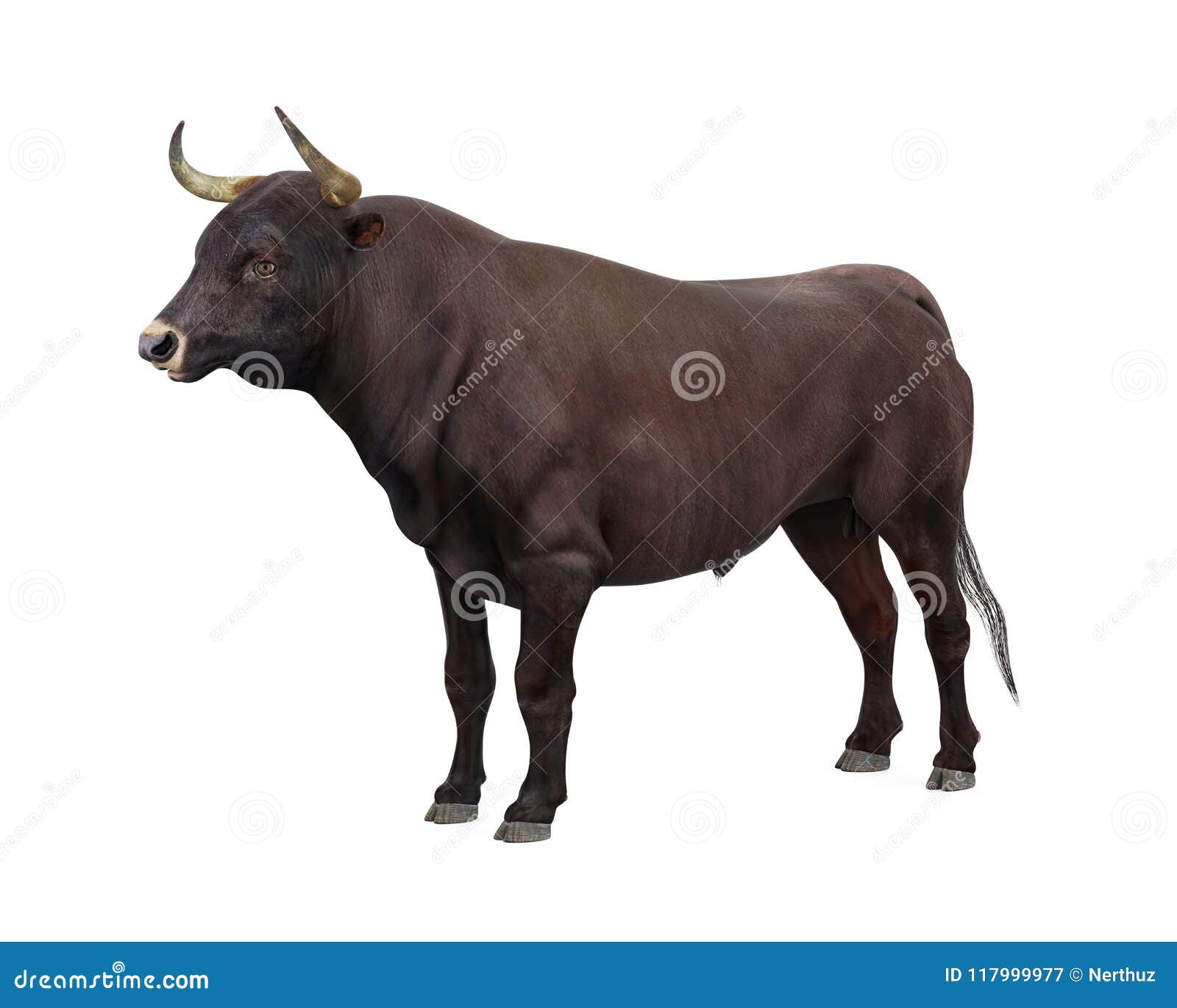 Bull Isolated stock illustration. Illustration of bullfighting - 117999977