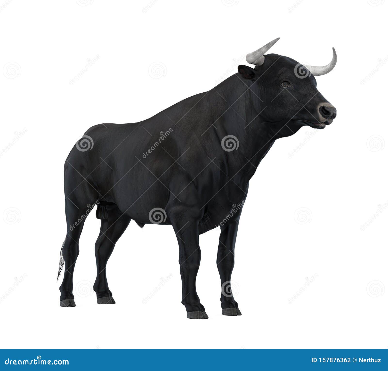 Bull Isolated stock illustration. Illustration of danger - 157876362