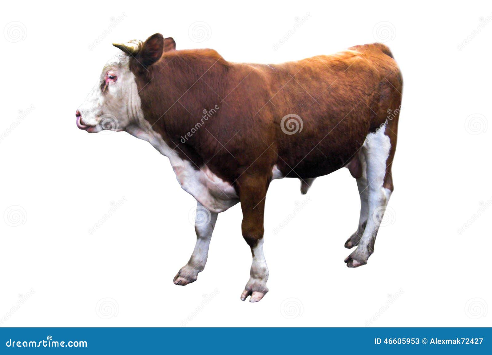 A Bull Isolated on the White Background Stock Image - Image of beef ...