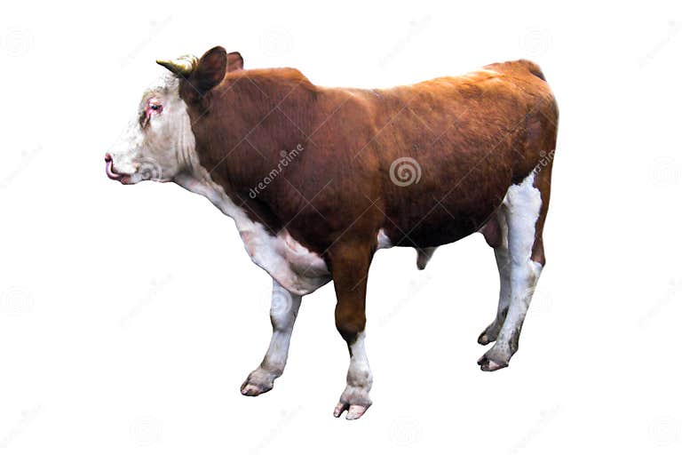 A Bull Isolated on the White Background Stock Image - Image of beef ...