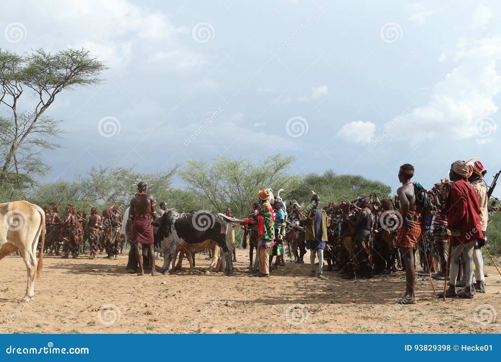 Bull Jumping Ceremony in the Omo Valley of Ethiopia Editorial Stock ...
