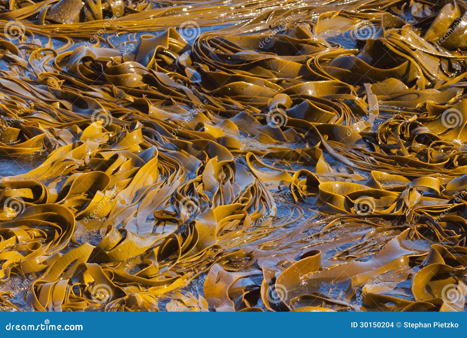 Bull Kelp Seaweeds On Shore Rocks Royalty-Free Stock Photo ...