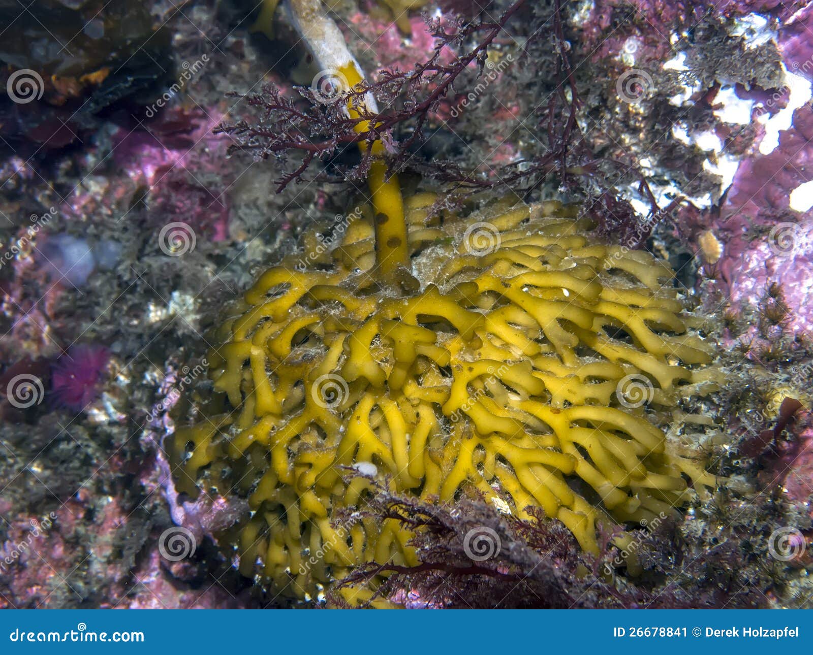 Bull Kelp Holdfast stock image. Image of pacific, nerocystis - 26678841