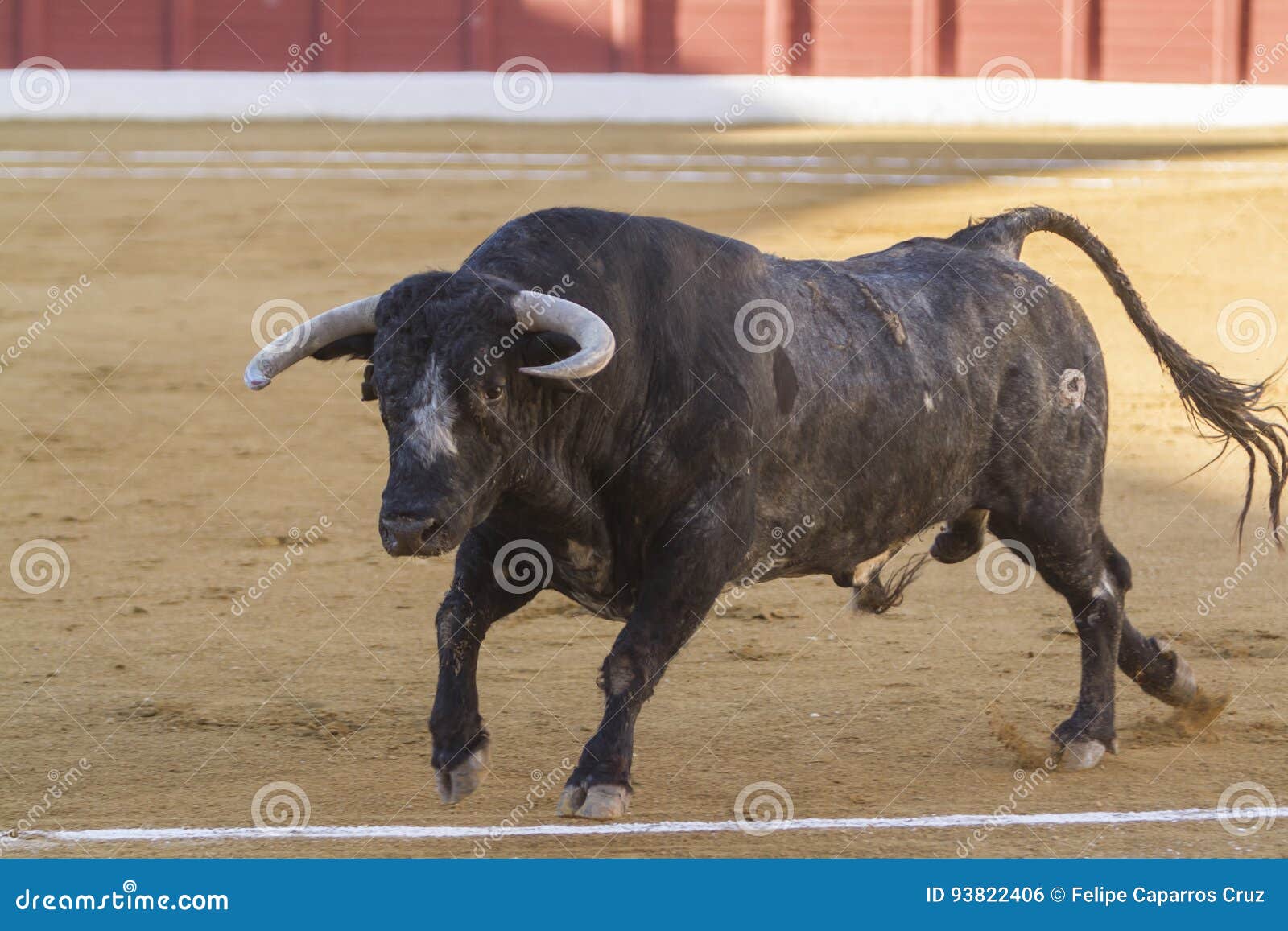 Bull about 650 Kg in the Sand Stock Photo - Image of celebration ...