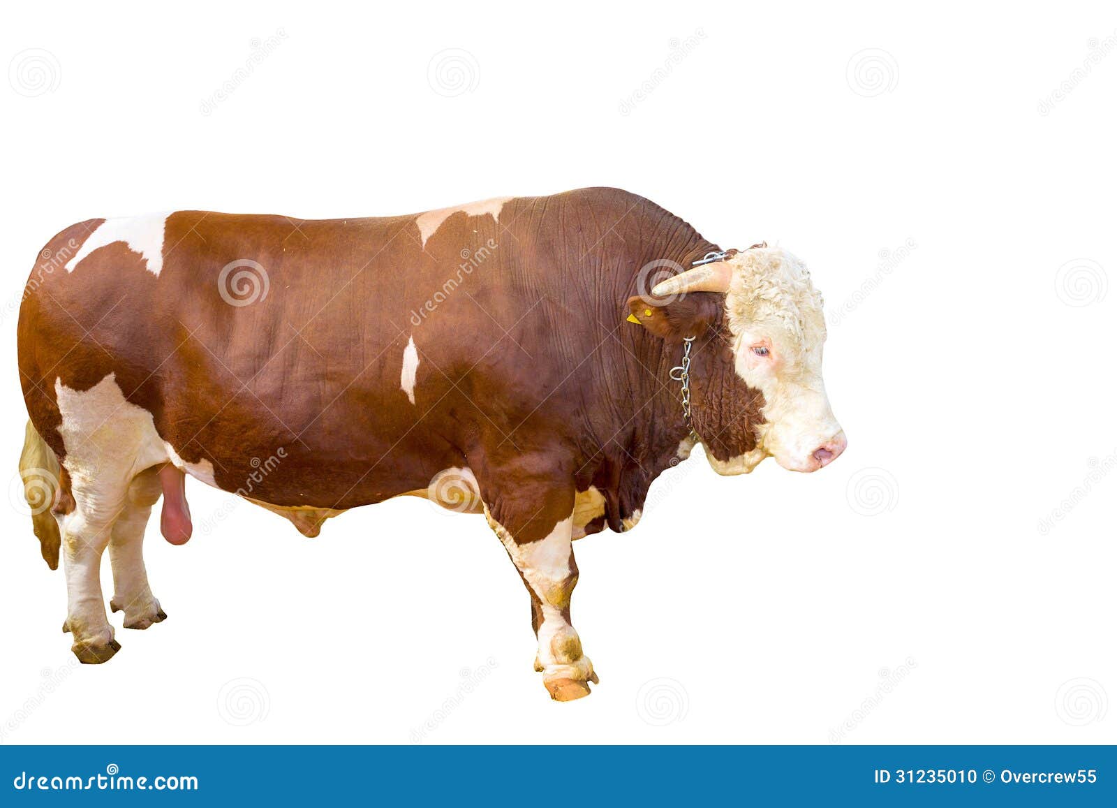 Bull stock photo. Image of exhibition, bull, veterinary - 31235010