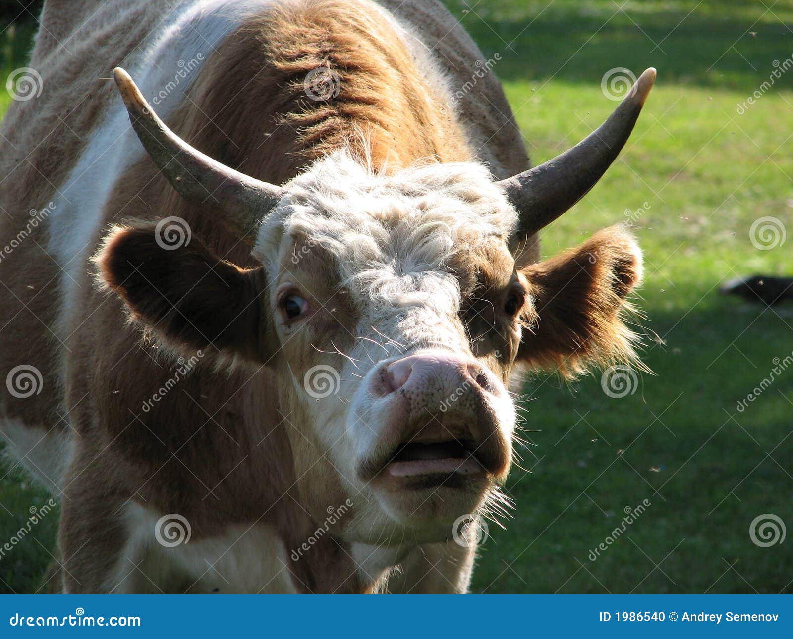 Bull with Large Protruding Eyes Stock Photo - Image of animals, cattle ...