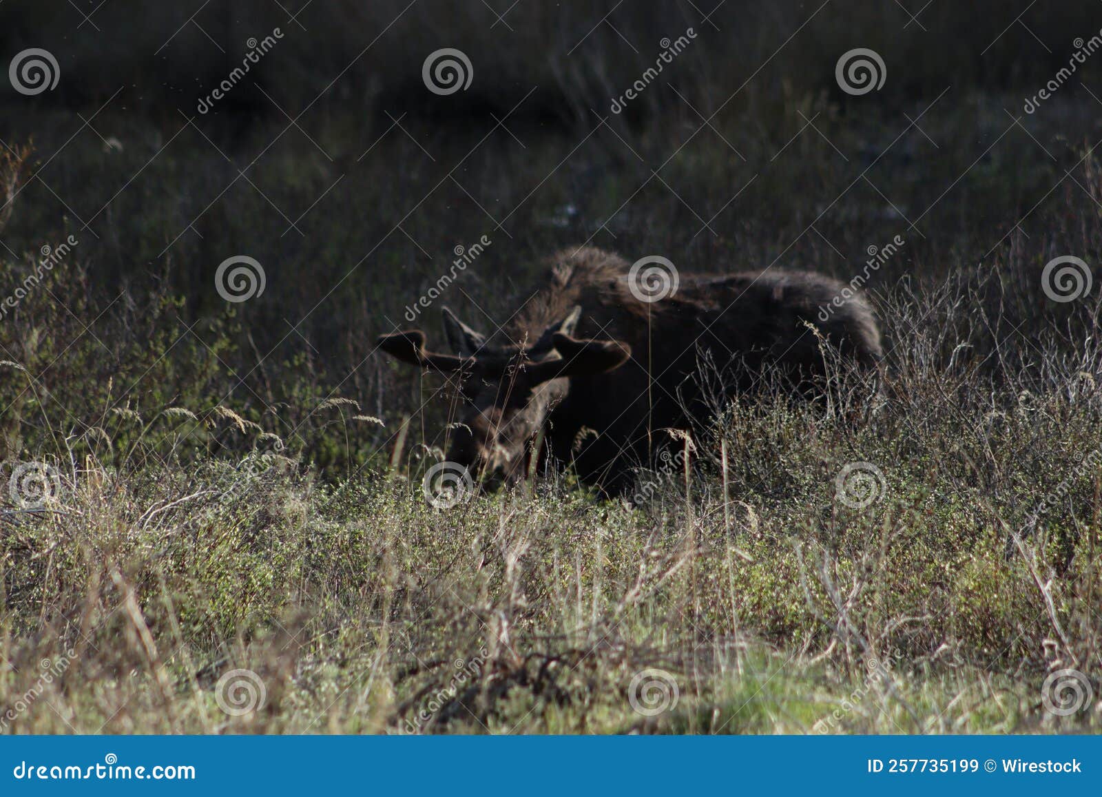 Bull laying in a field stock image. Image of field, nature - 257735199