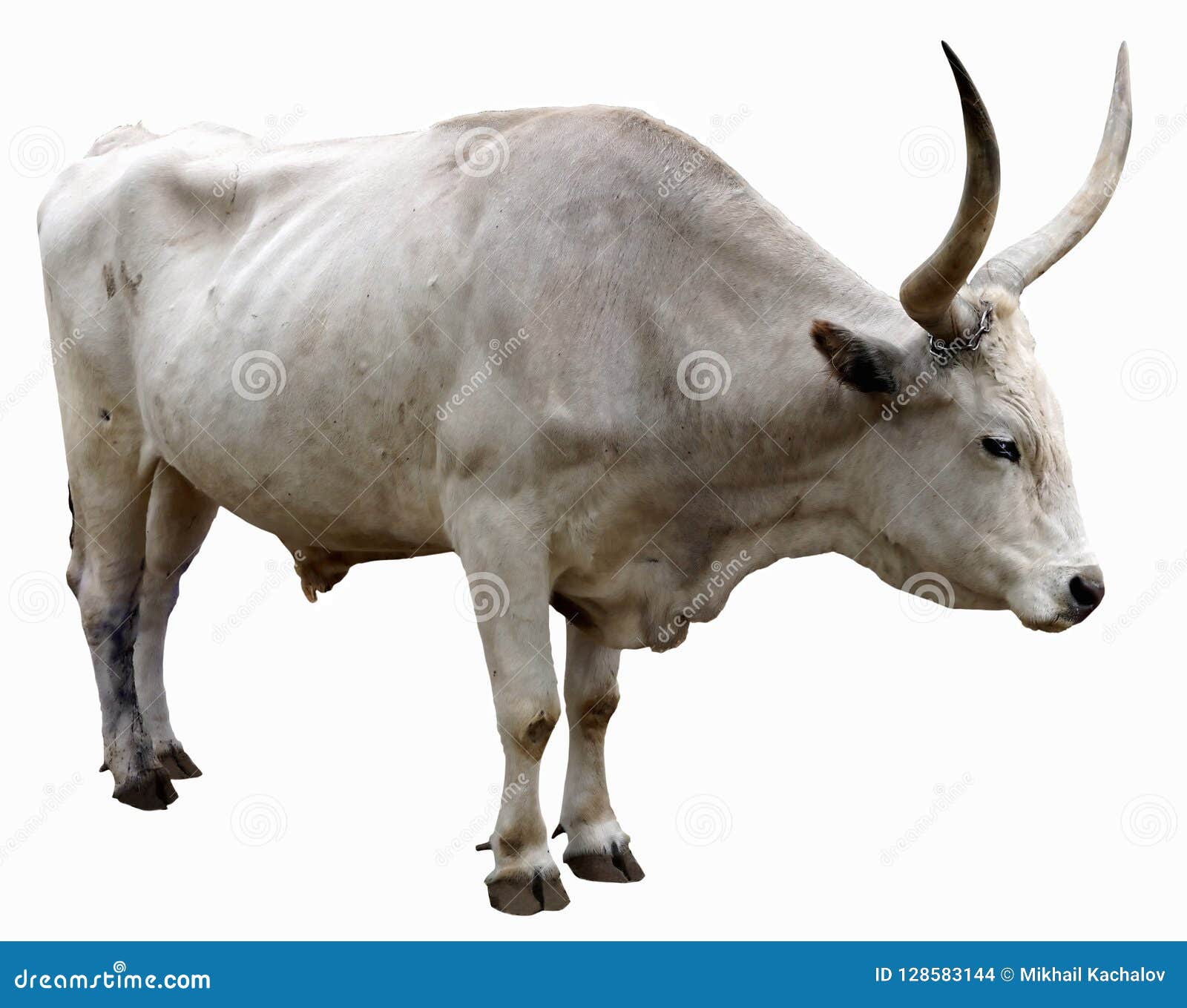 Bull Skin Texture Stock Photography | CartoonDealer.com #111472460