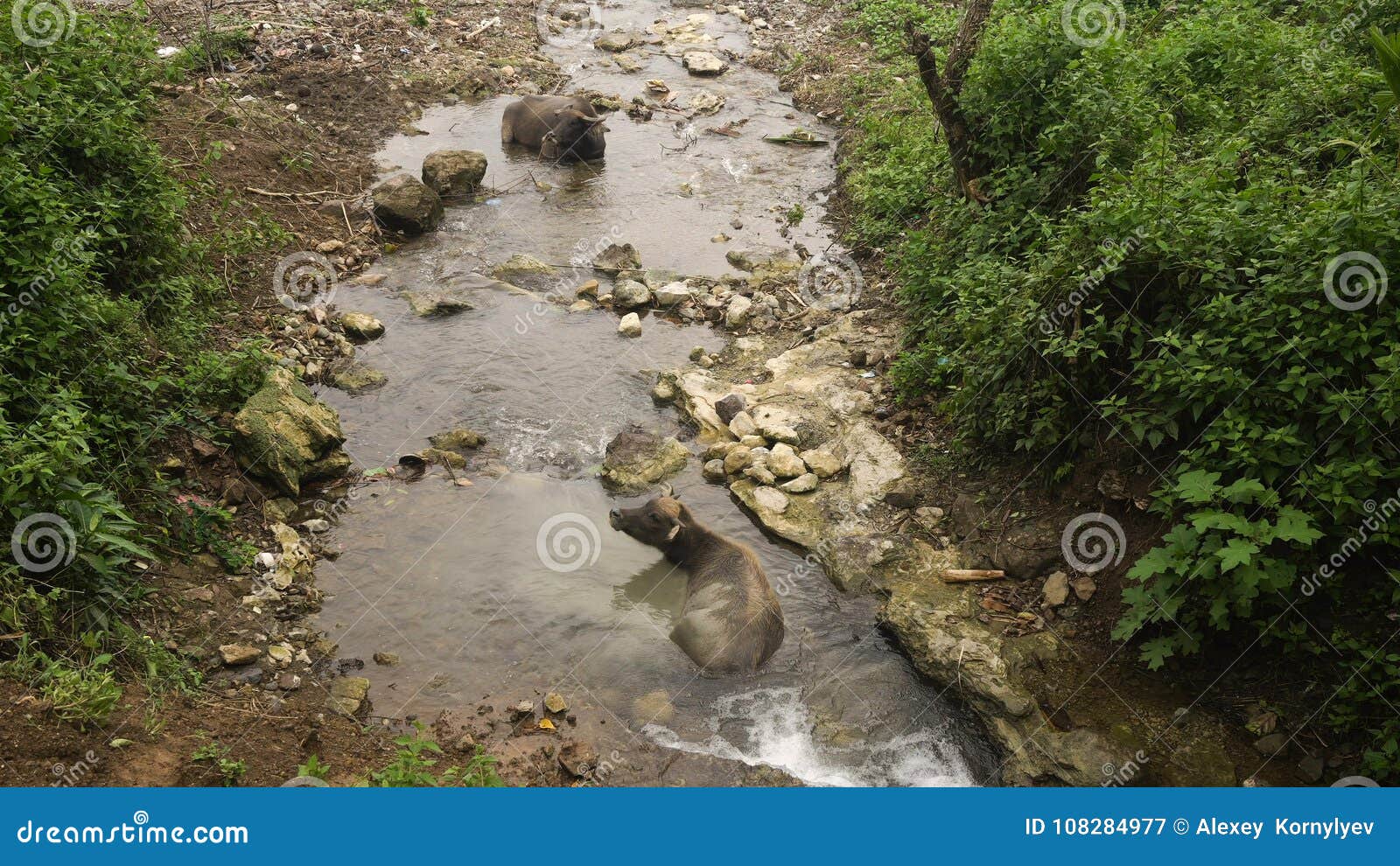 Bull lying in the river. stock image. Image of outdoor - 108284977