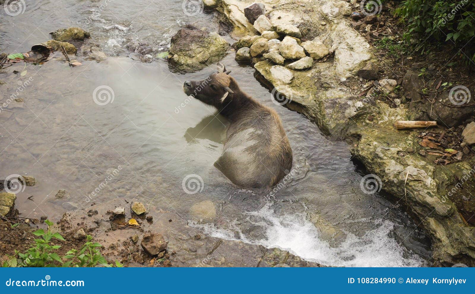 Bull lying in the river. stock photo. Image of nature - 108284990
