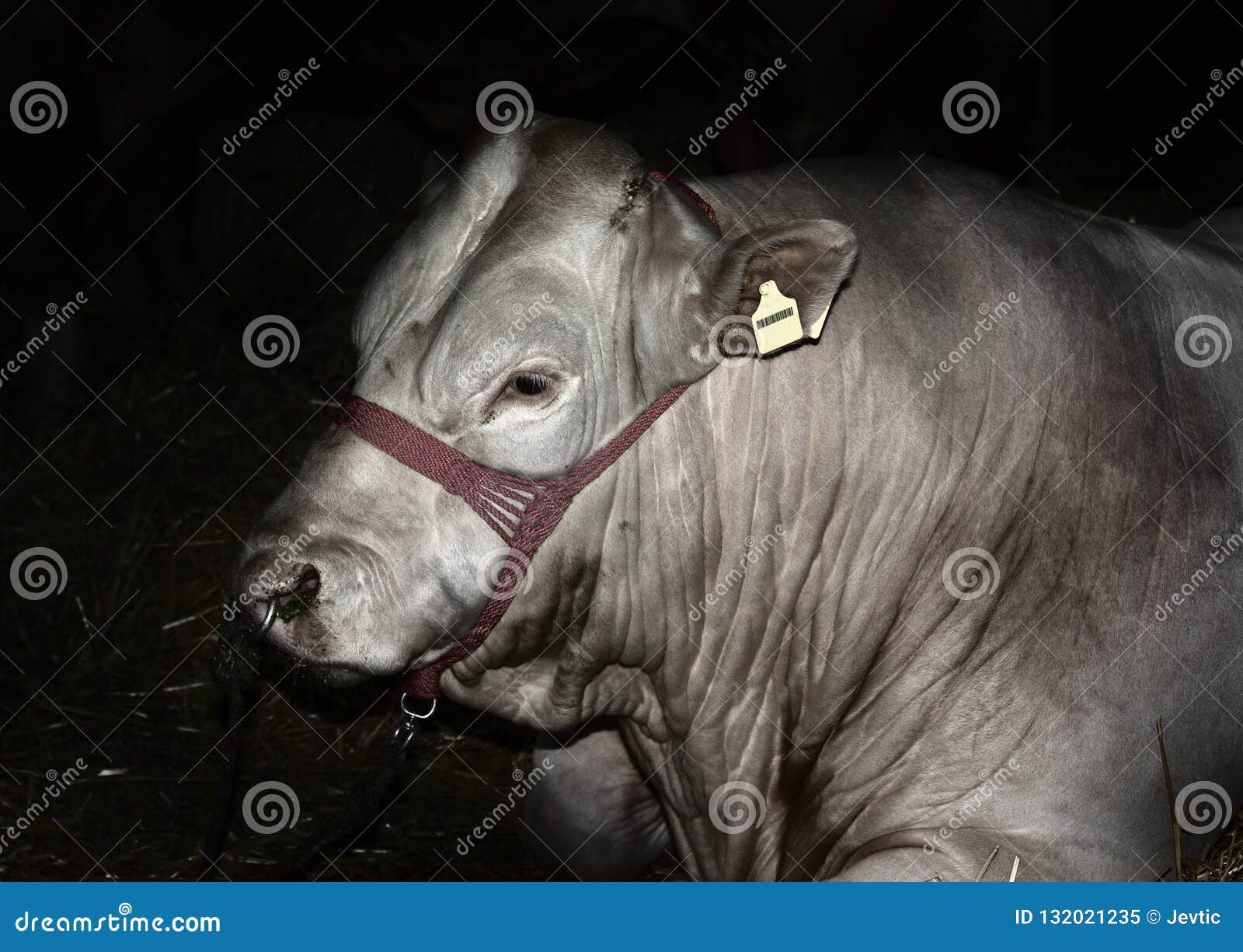 Bull lying on straw stock image. Image of animal, rural - 132021235