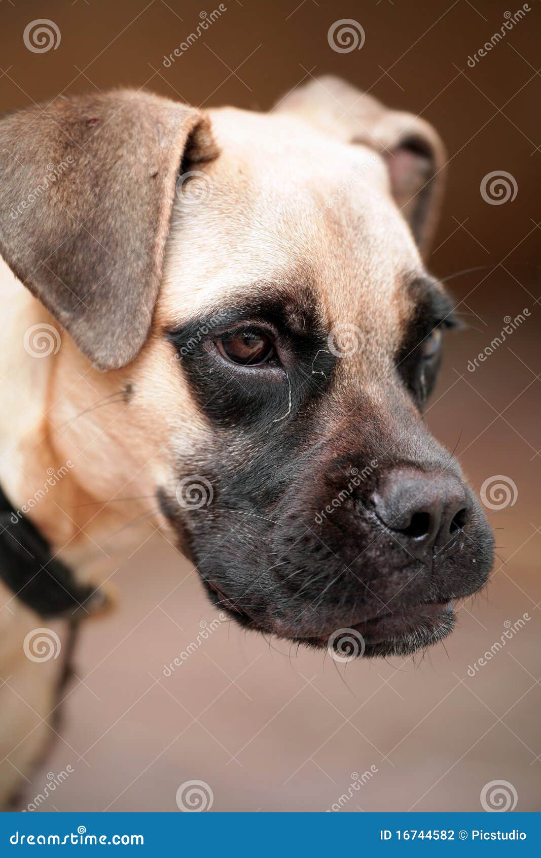 Bull-mastiff dog face shot stock photo. Image of face - 16744582