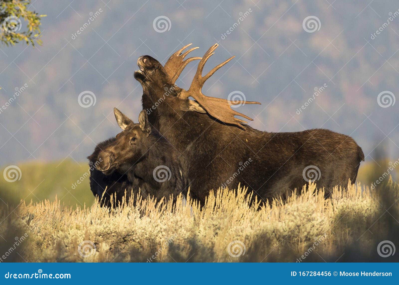 BULL MOOOSE FLEHMEN RESPONS STOCK IMAGE Stock Foto - Image of moeder ... BULL MOOOSE FLEHMEN RESPONS STOCK IMAGE Stock Foto - Image of moeder ...