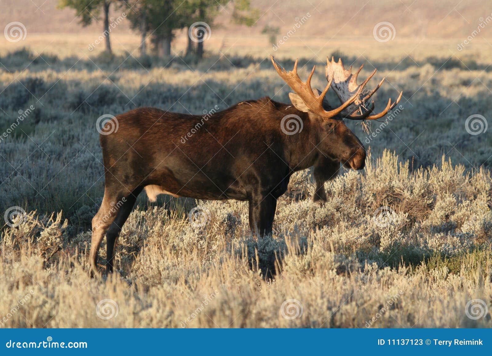Bull moose stock image. Image of mammal, moose, meadow - 11137123