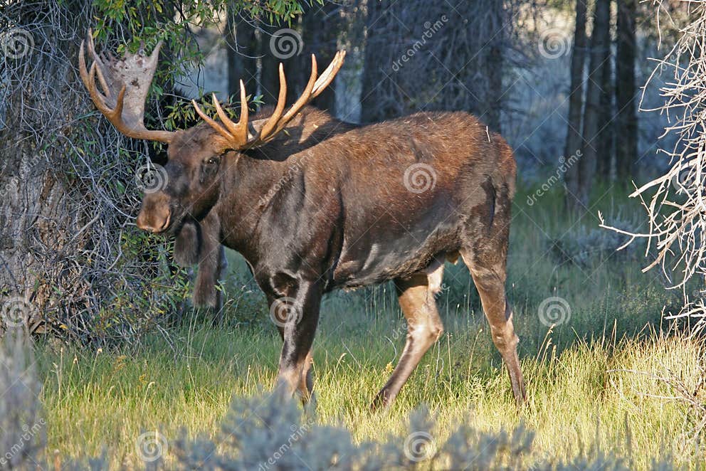 Bull moose stock photo. Image of mammal, vegetation, bull - 14632196