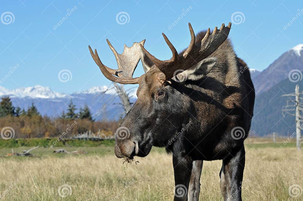 Bull Moose stock image. Image of hunting, autom, moose - 16568097