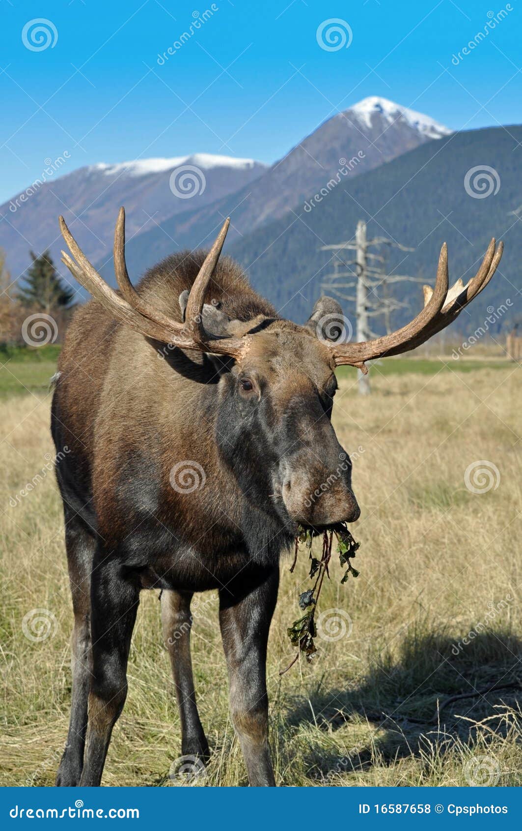 Bull moose stock photo. Image of gigas, bull, outdoor - 16587658