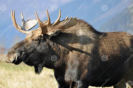 Bull moose stock photo. Image of deer, north, autom, alaska - 16587672