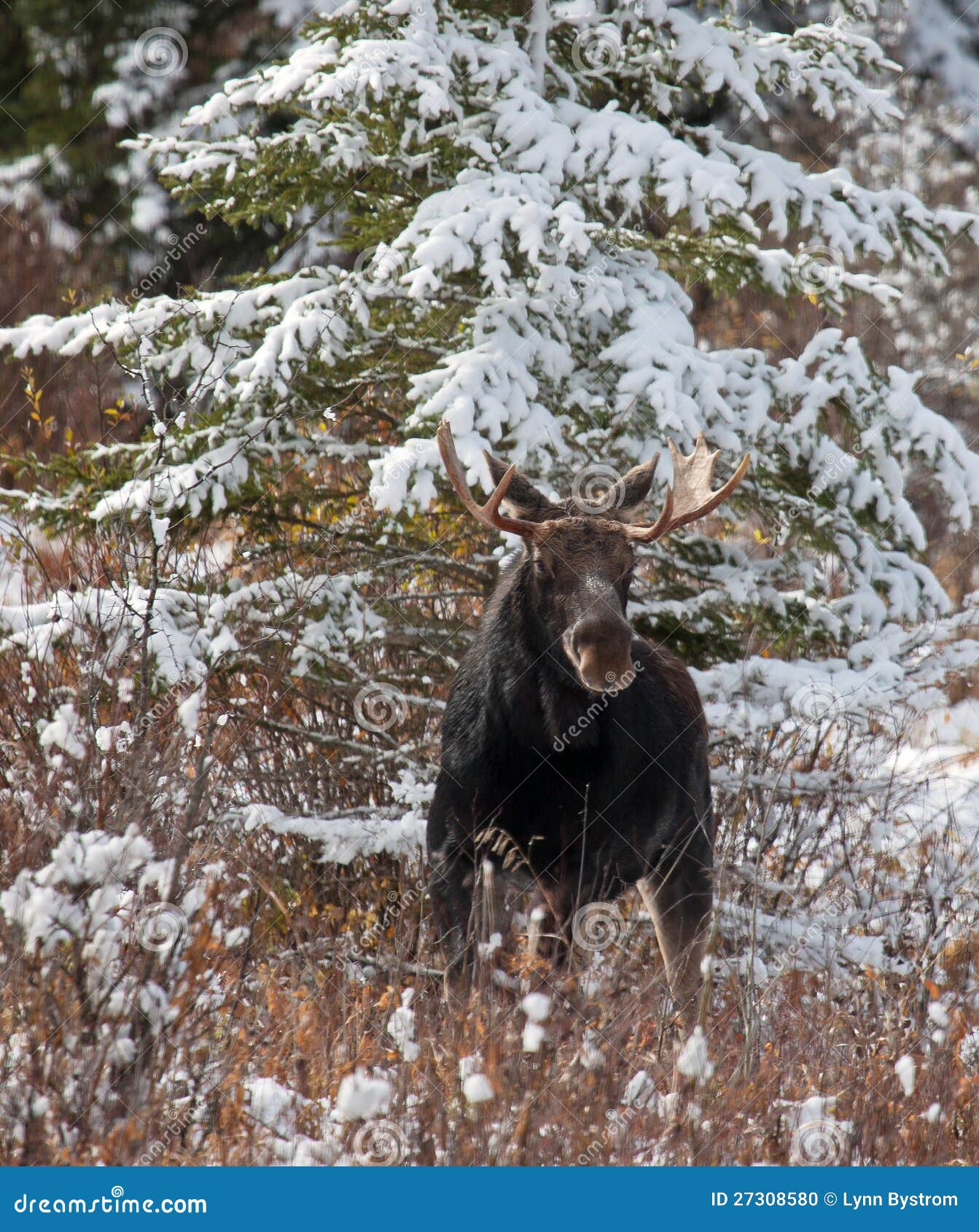 Bull Moose stock photo. Image of environment, wildlife - 27308580