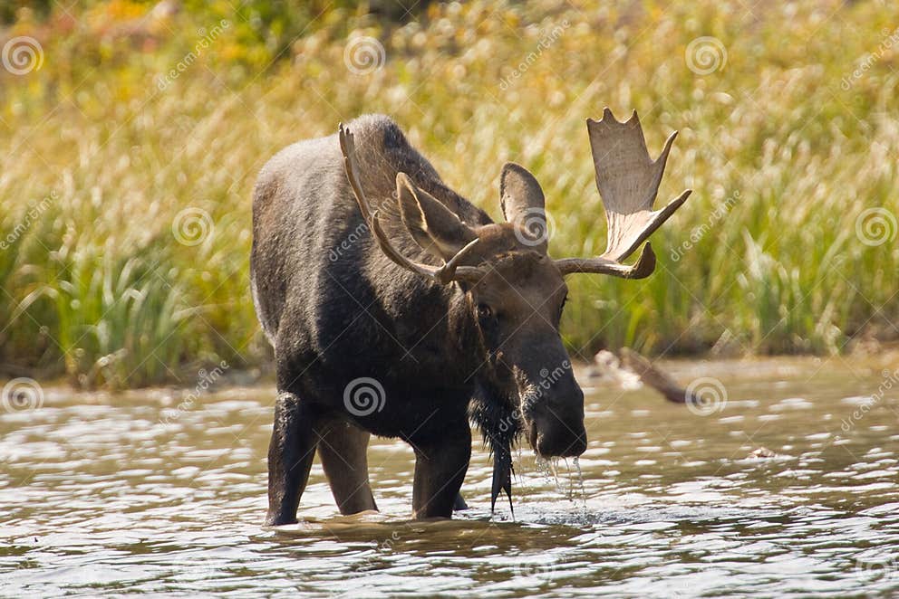 Bull Moose stock image. Image of moose, eating, cautious - 7086575