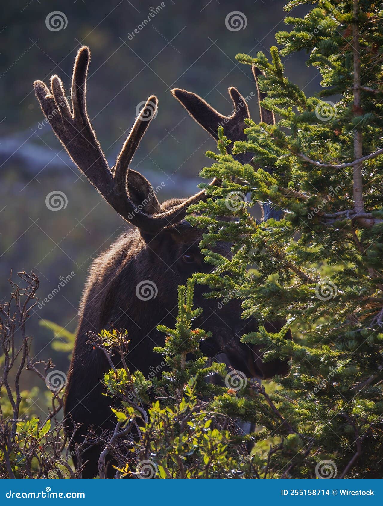 Bull Moose (Alces Alces) in a High Mountain Meadow Stock Photo - Image ...