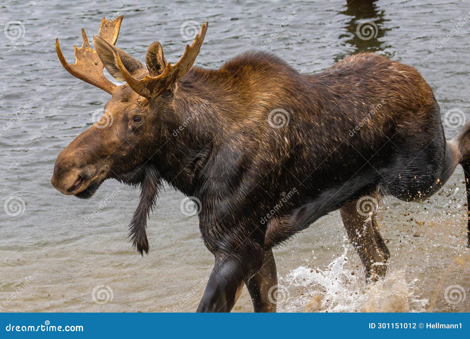 Bull Moose Running in Water Stock Photo - Image of wildlife, road ...