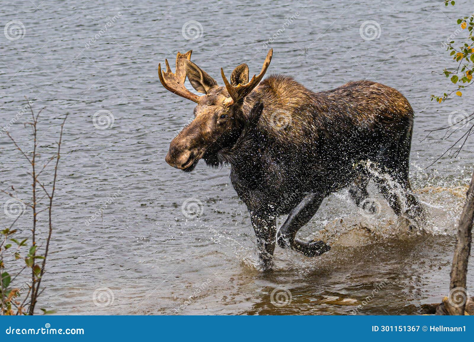 Bull Moose Running in Water Stock Image - Image of feeding, country ...