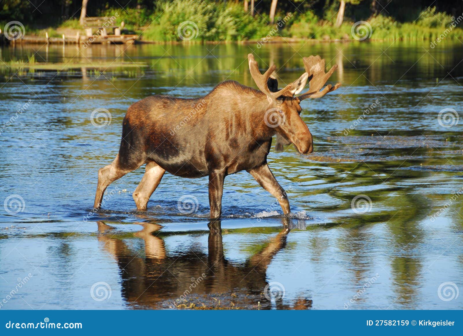Bull Moose Crossing a River Stock Image - Image of walking, outdoors ...