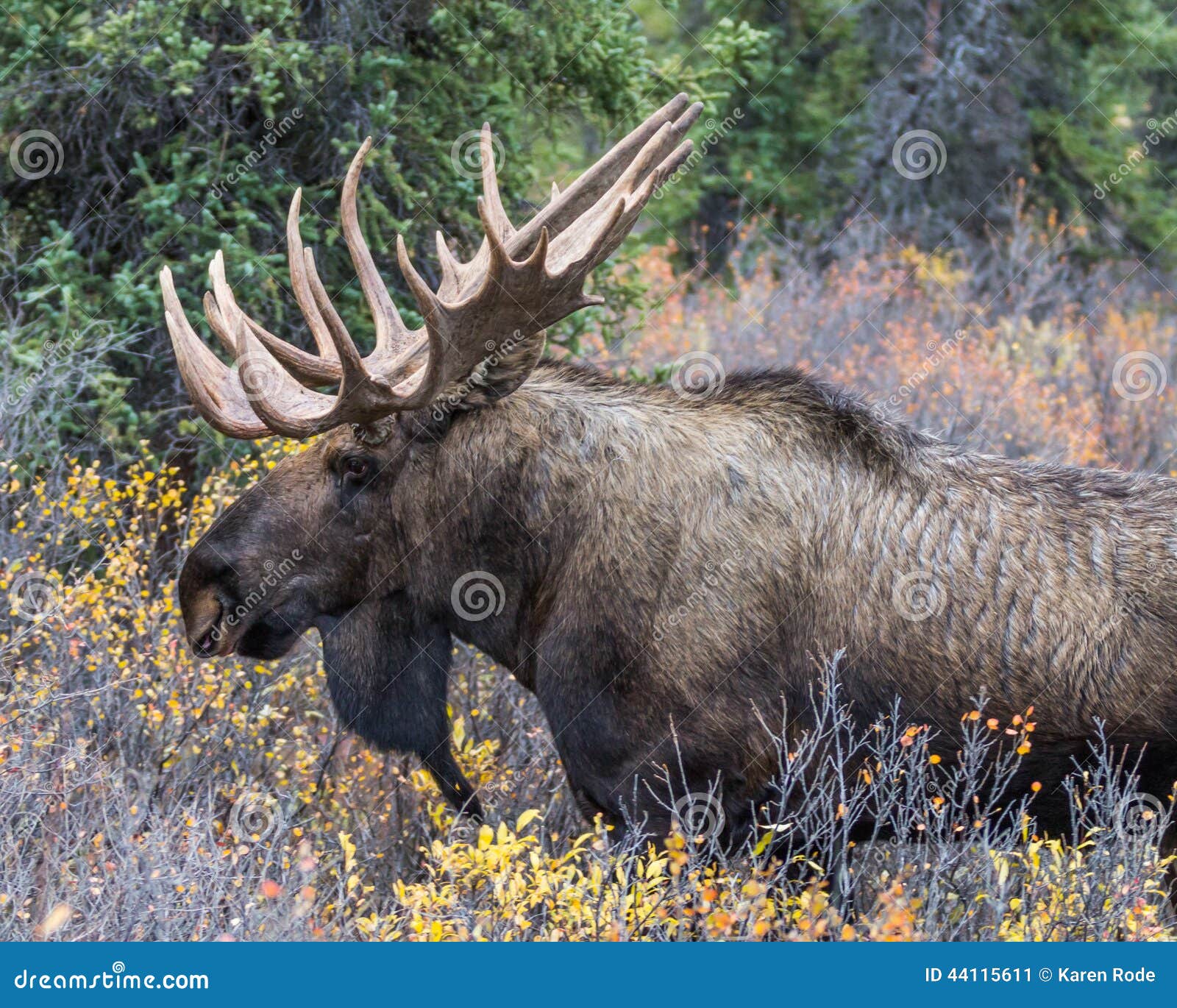 Two Bull Moose Sparring During Fall Rut Stock Photography ...