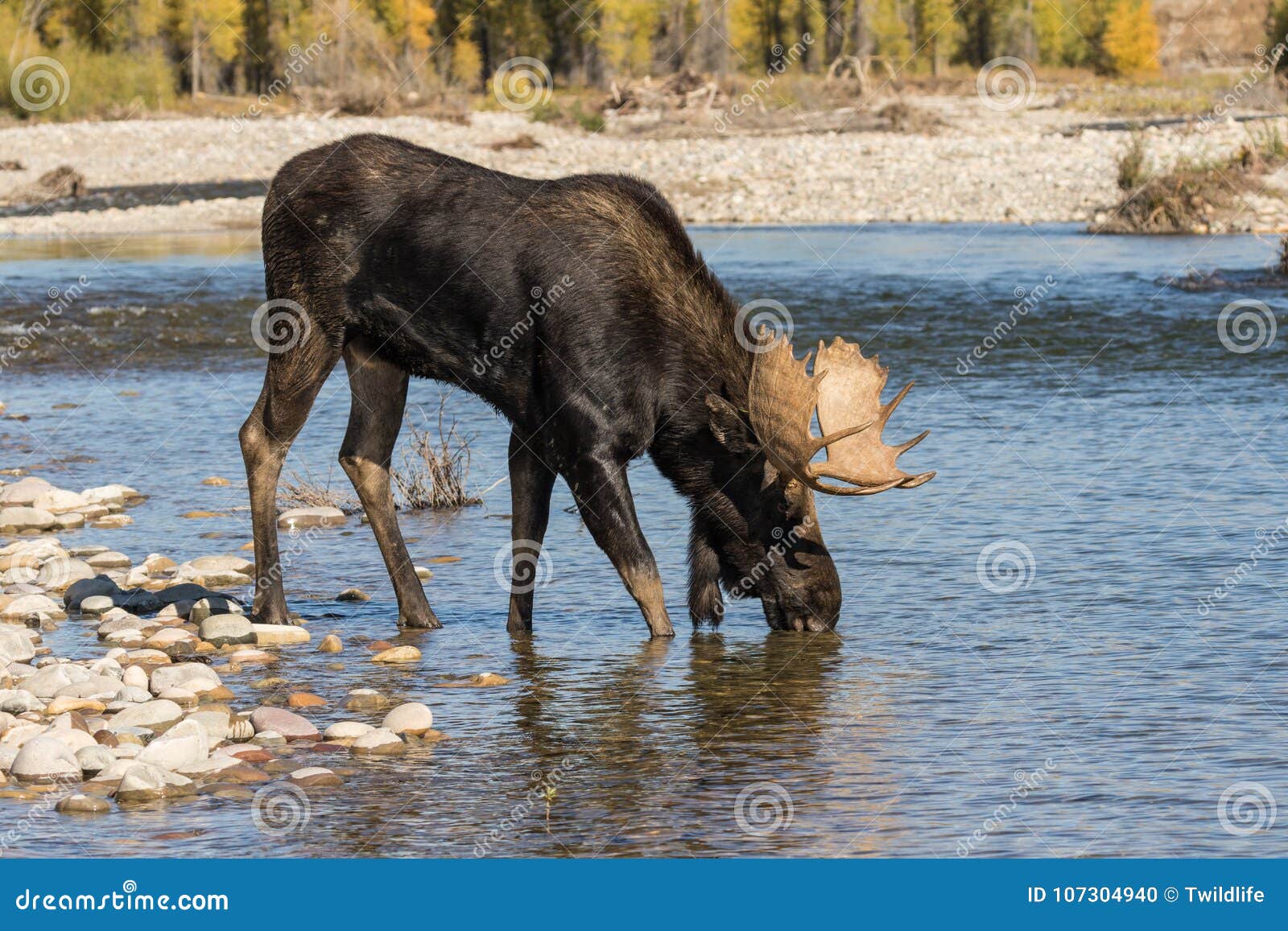 Cow Moose Drinking In River Royalty-Free Stock Photo | CartoonDealer ...