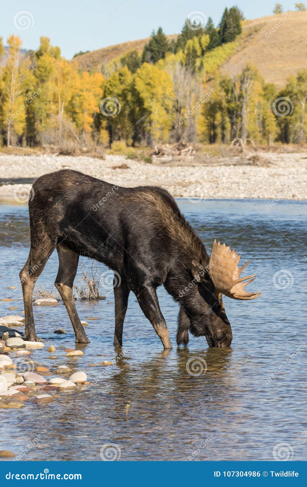 Bull Moose Drinking in a River in Fall Stock Photo - Image of deer ...
