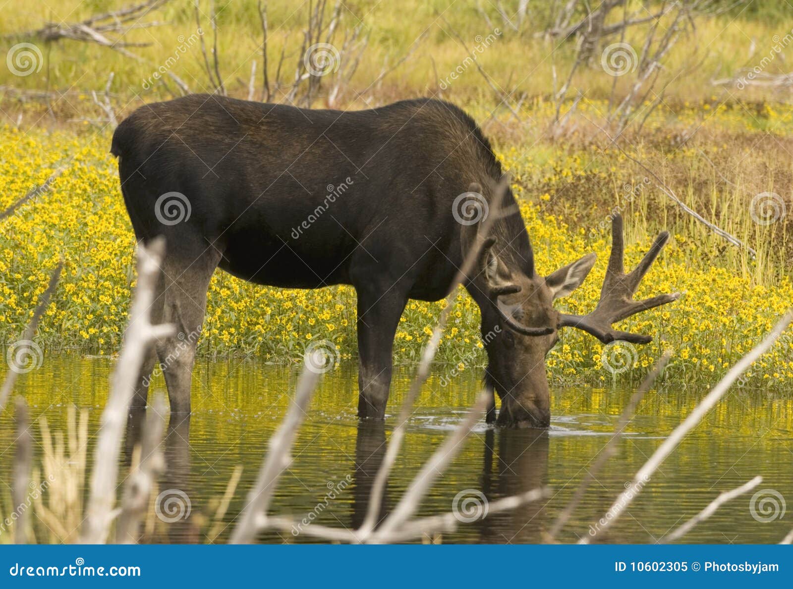 Bull Moose Drinking from Stream Stock Image - Image of mammal, wyoming ...
