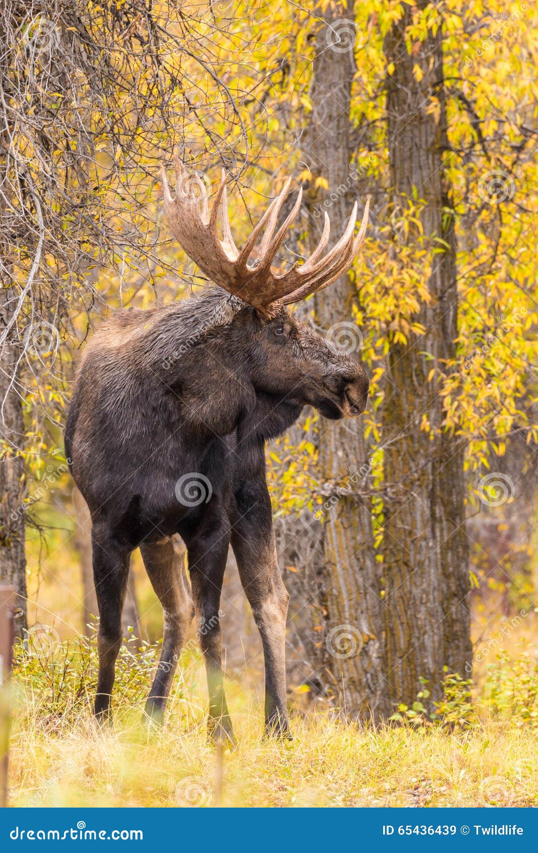 Bull Moose in Fall stock image. Image of nature, fall - 65436439