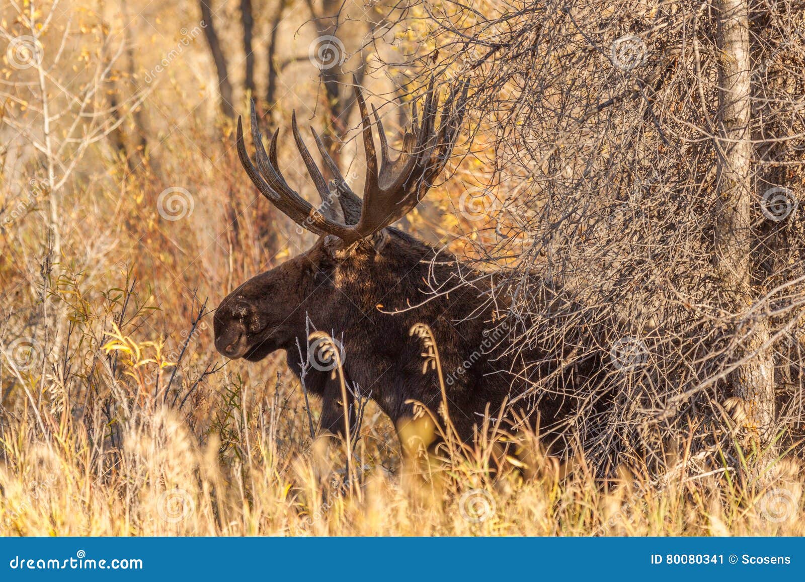 Bull Moose in fall stock image. Image of fall, animal - 80080341