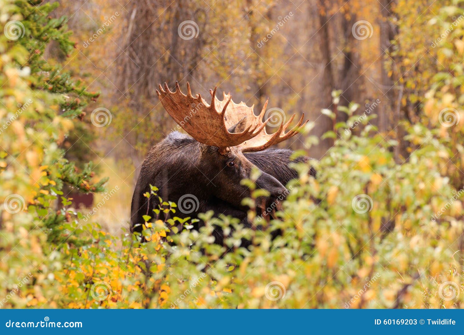 Bull Moose in Fall stock image. Image of bull, animal - 60169203