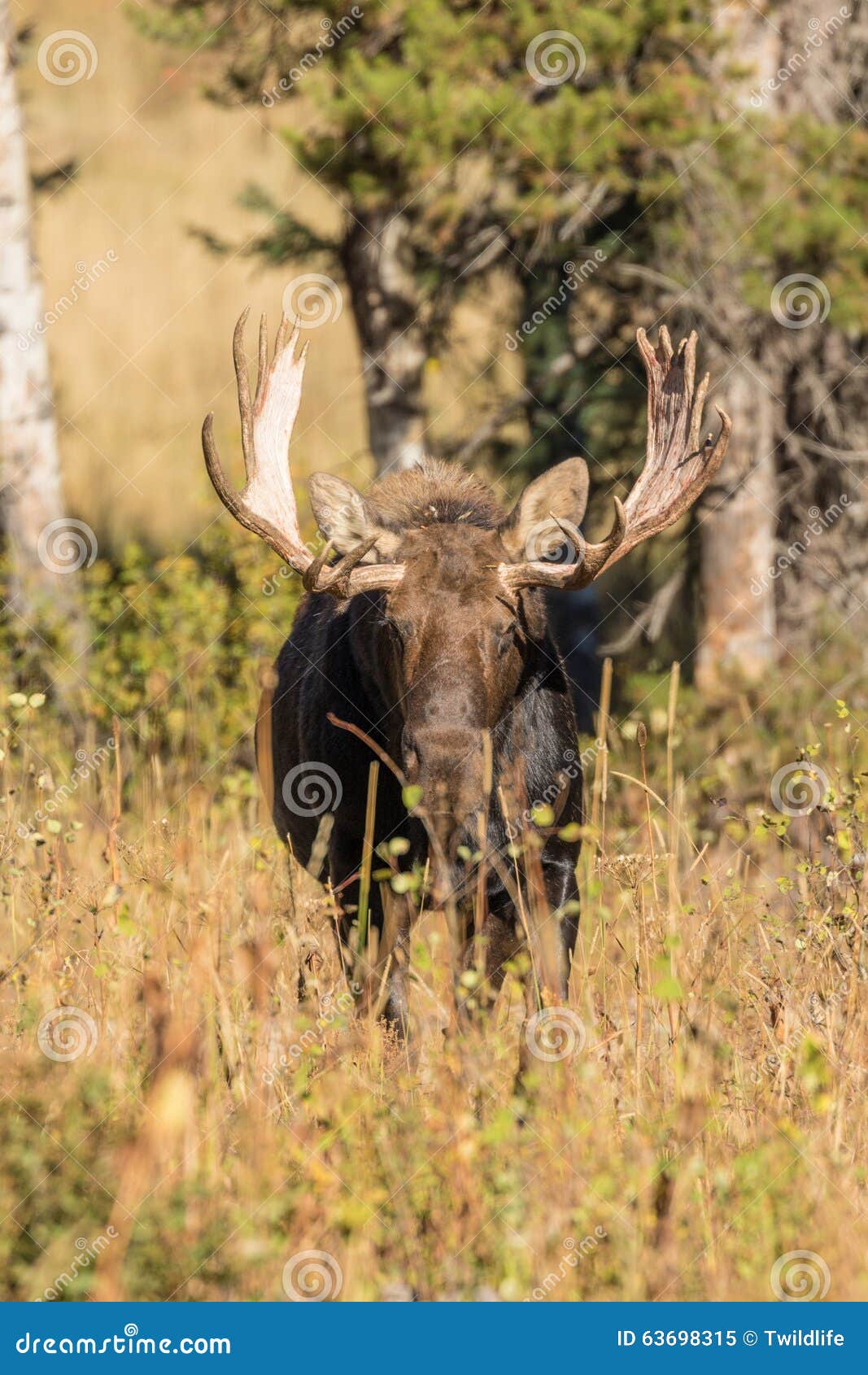 Bull Moose in Fall stock image. Image of outdoors, wildlife - 63698315