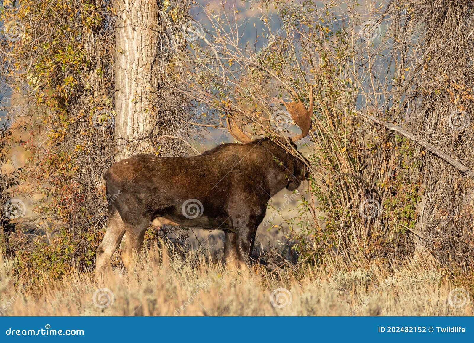 Bull Moose during the Fall Rut Stock Photo - Image of deer, mammal ...