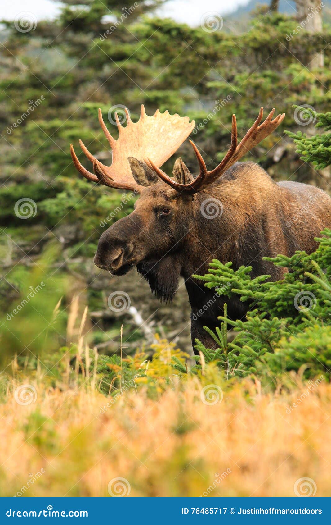 A Bull Moose With Antlers Coming Out Of The Woods In The Grand Tetons ...