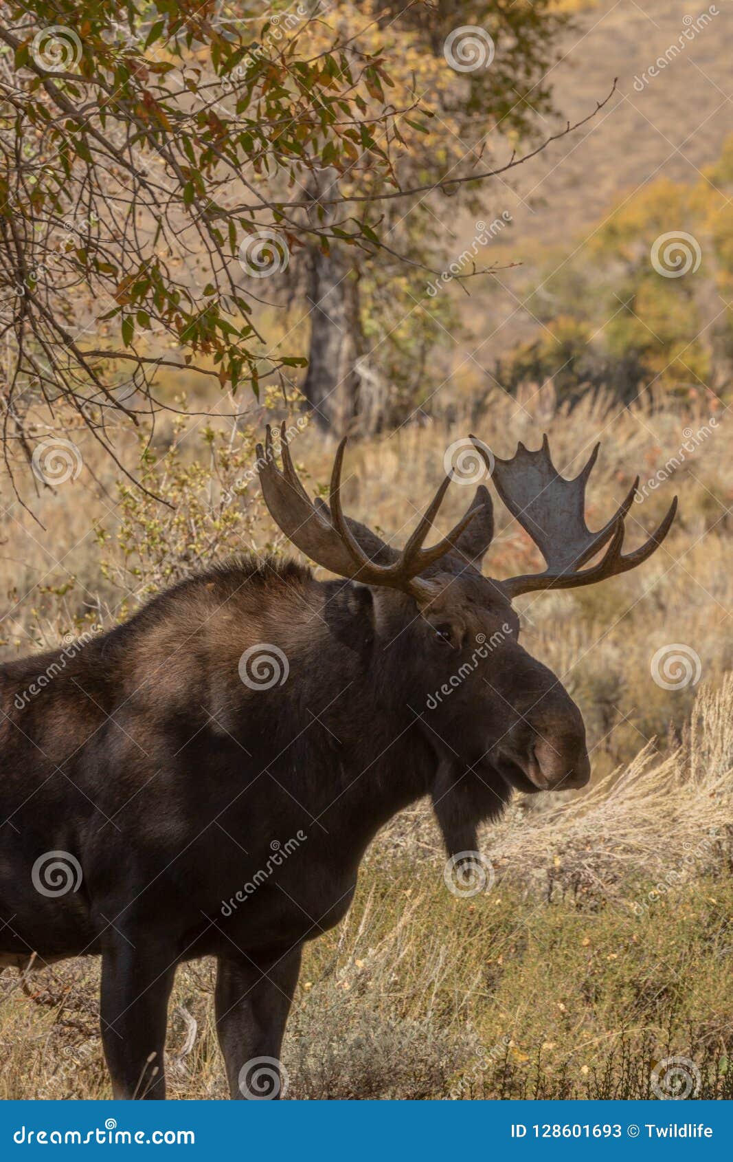 Bull Moose in Fall stock image. Image of grand, mammal - 128601693